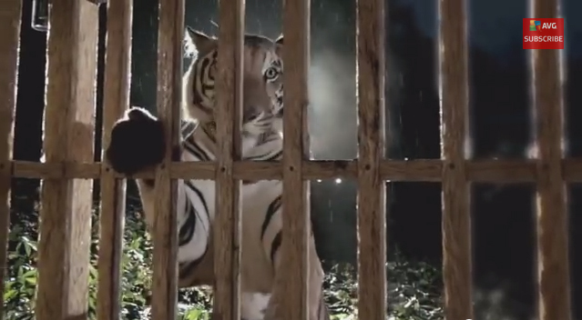 AVG: Tiger versus Toothpicks