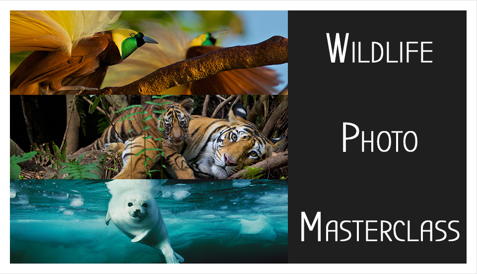Wildlife Photo Masteclass - Photo Workshops